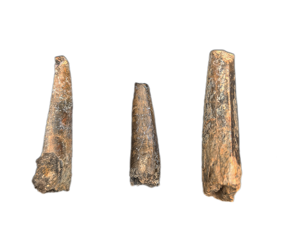 The Curious Case of Elrhaz Formation Theropod Teeth| The Daily Rex