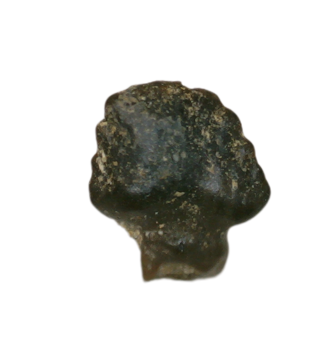 Rooted Ankylosaur Tooth, Judith River Formation| The Daily Rex