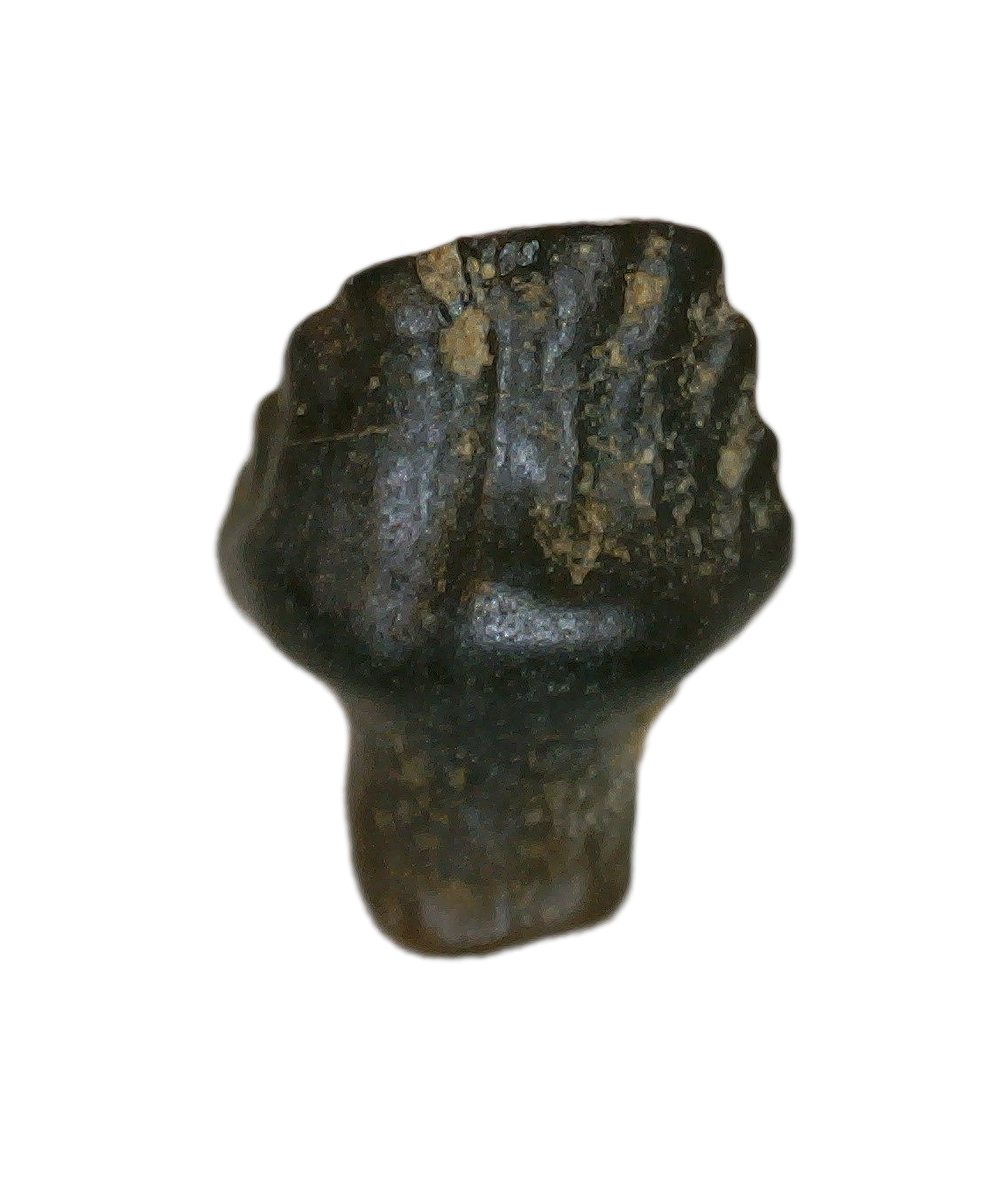 Rooted Ankylosaur Tooth, Judith River Formation| The Daily Rex