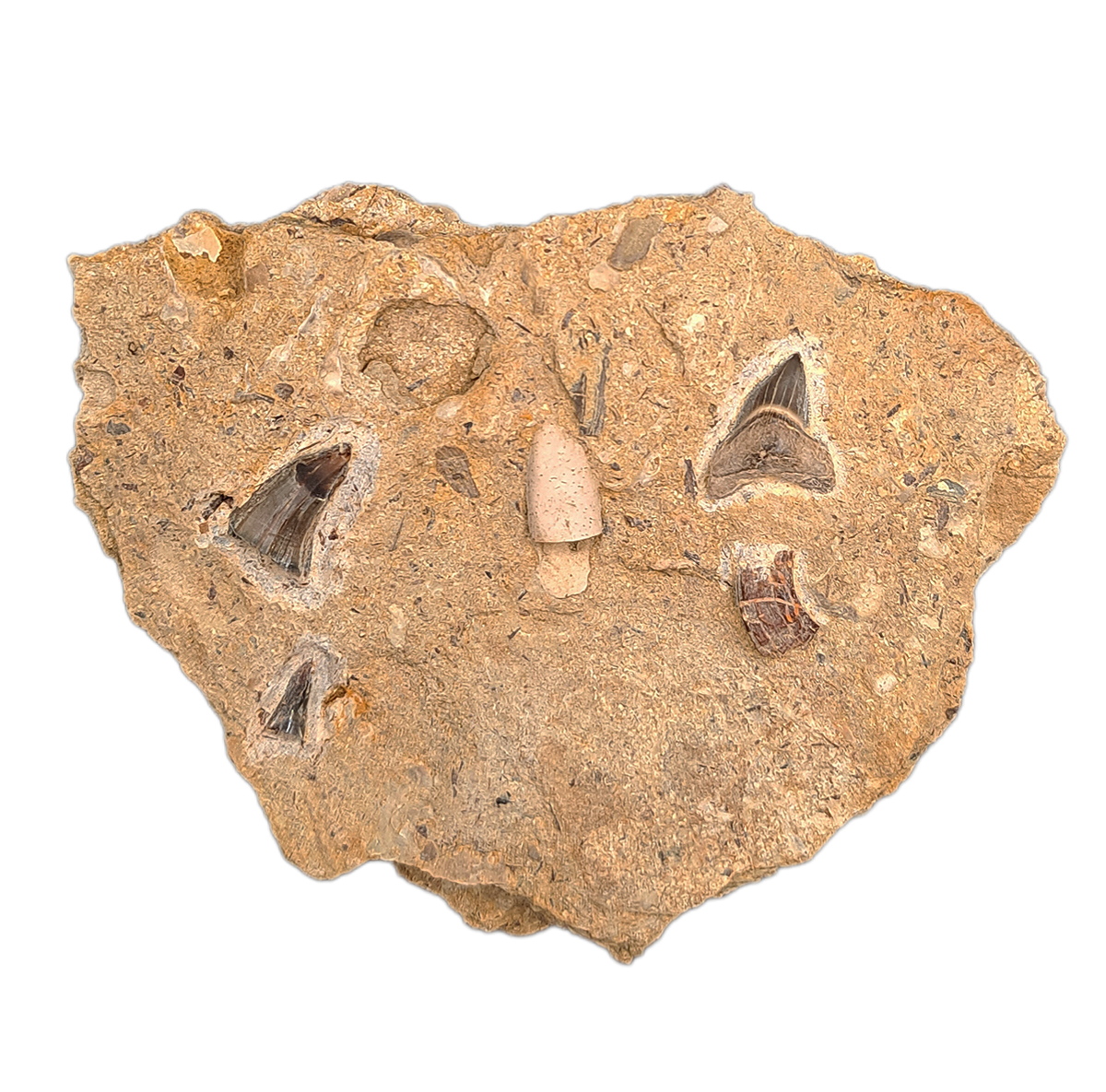 Mosasaur Tooth, Squalicorax (shark) Tooth an Fish Tooth. Cretaceous of ...
