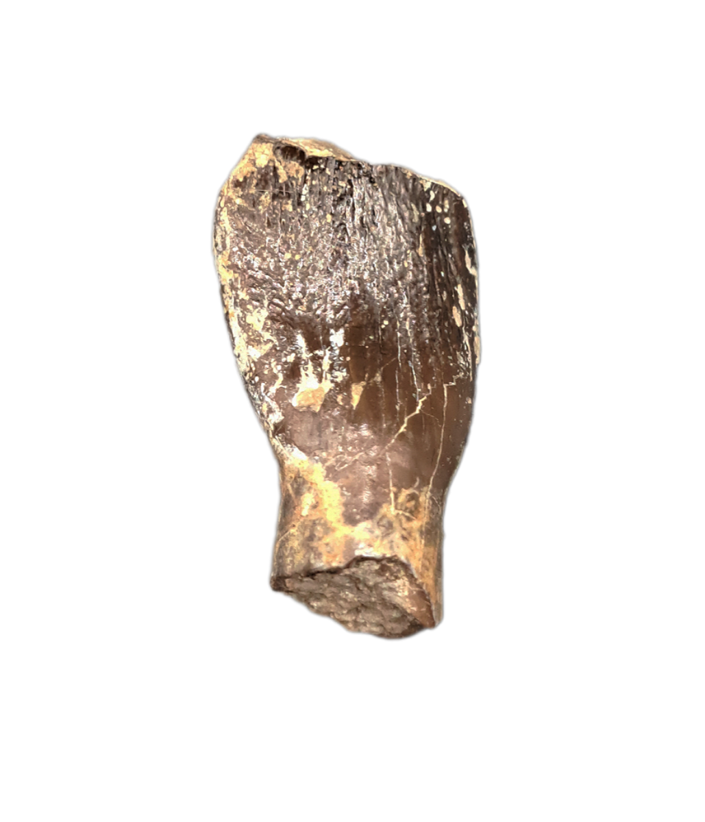 Sauropod Tooth from the Mid Jurassic, Madagascar| The Daily Rex