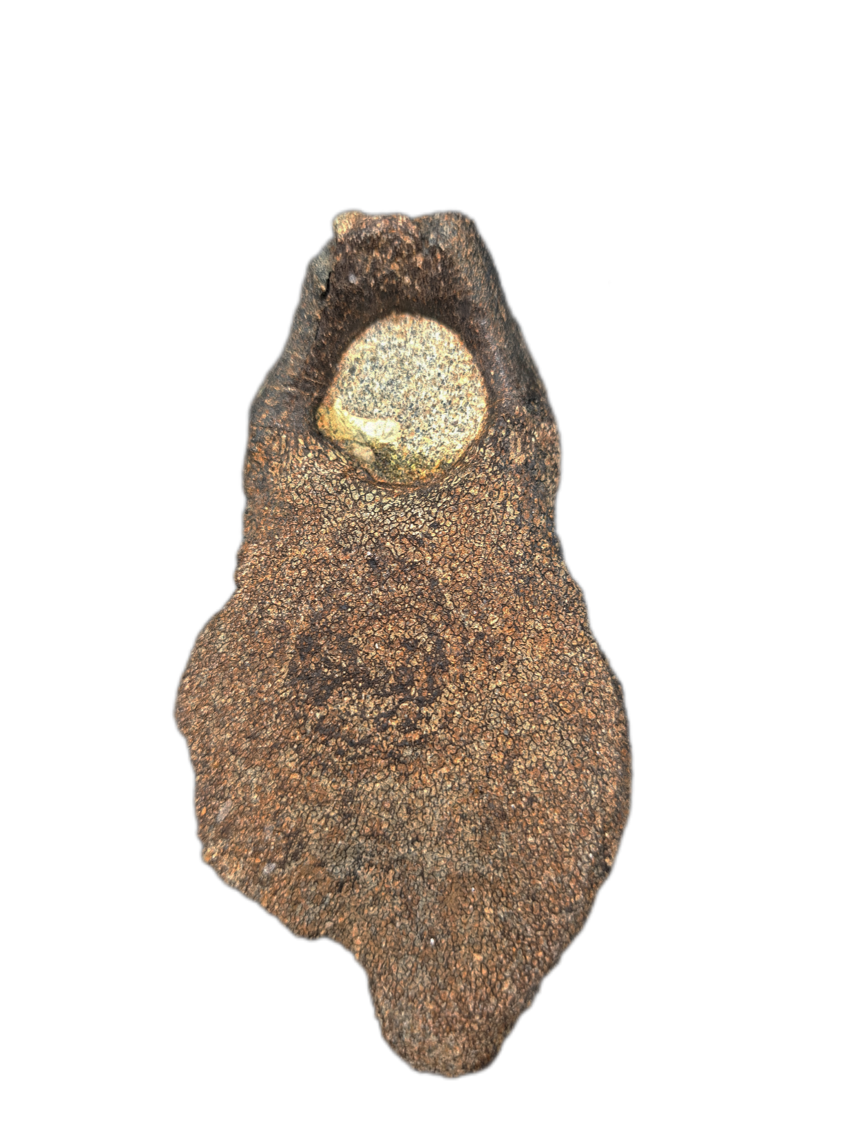 Ankylosaurs| Ankylosaurs| The Daily Rex