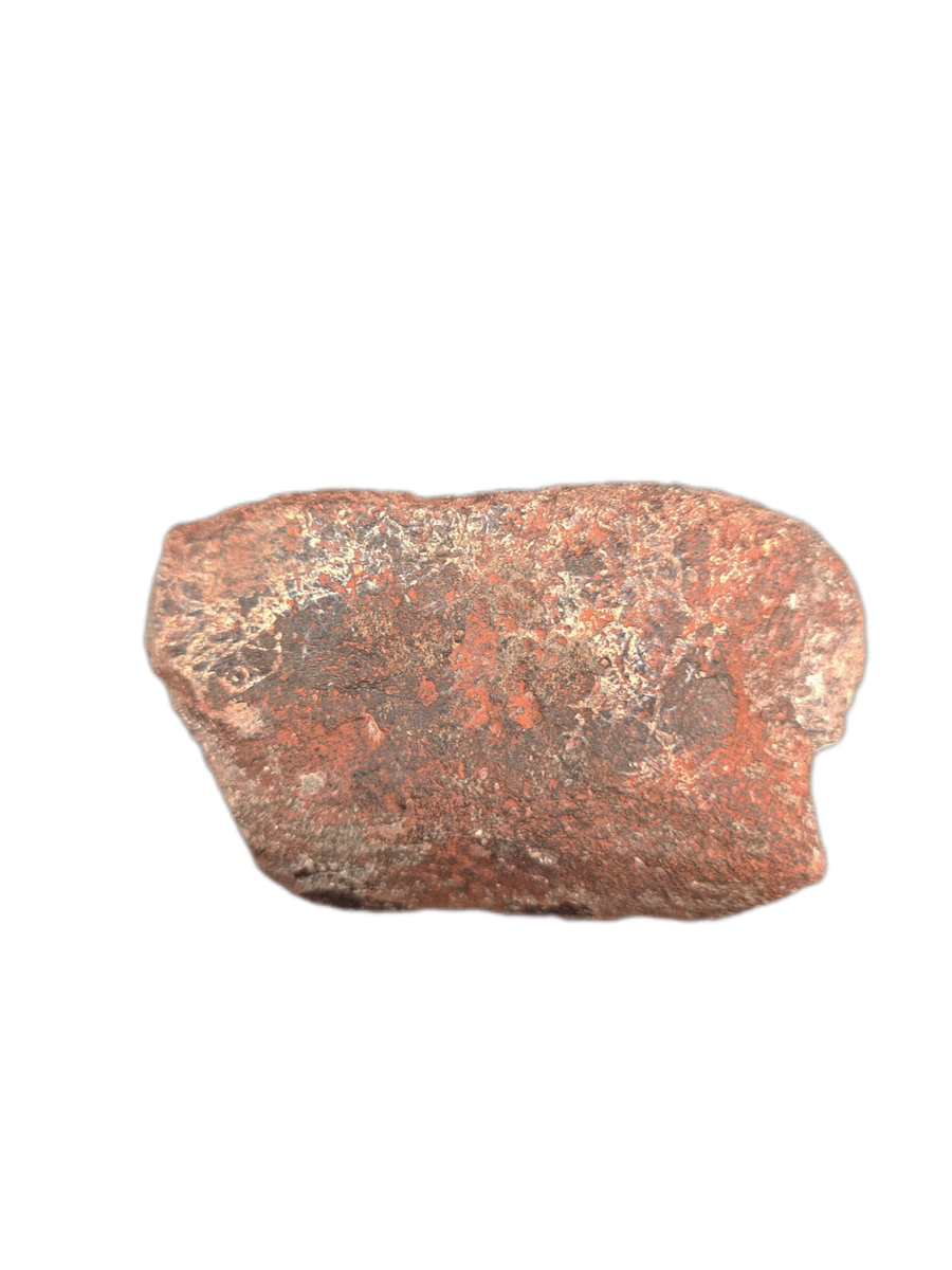 Hadrosaur Toe, Two Medicine Formation| The Daily Rex