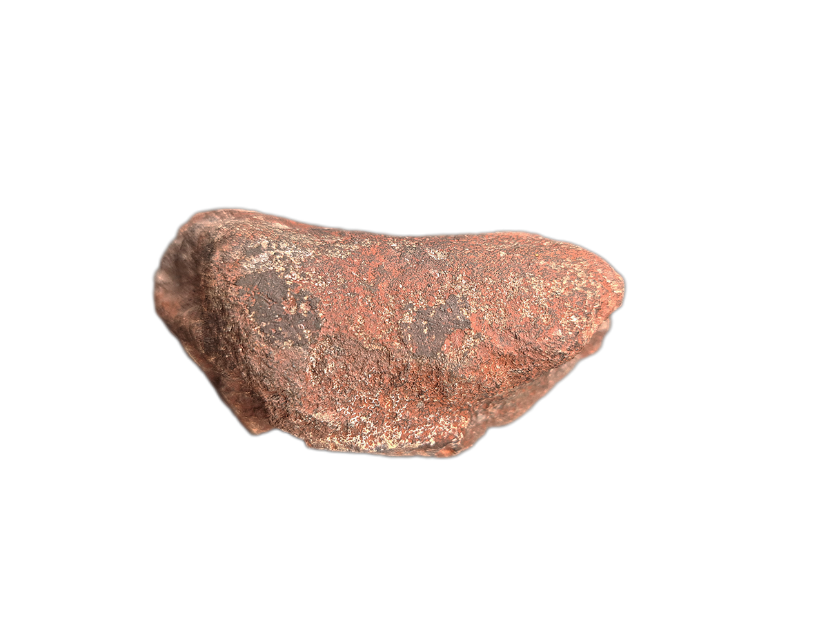 Hadrosaur Toe, Two Medicine Formation| The Daily Rex