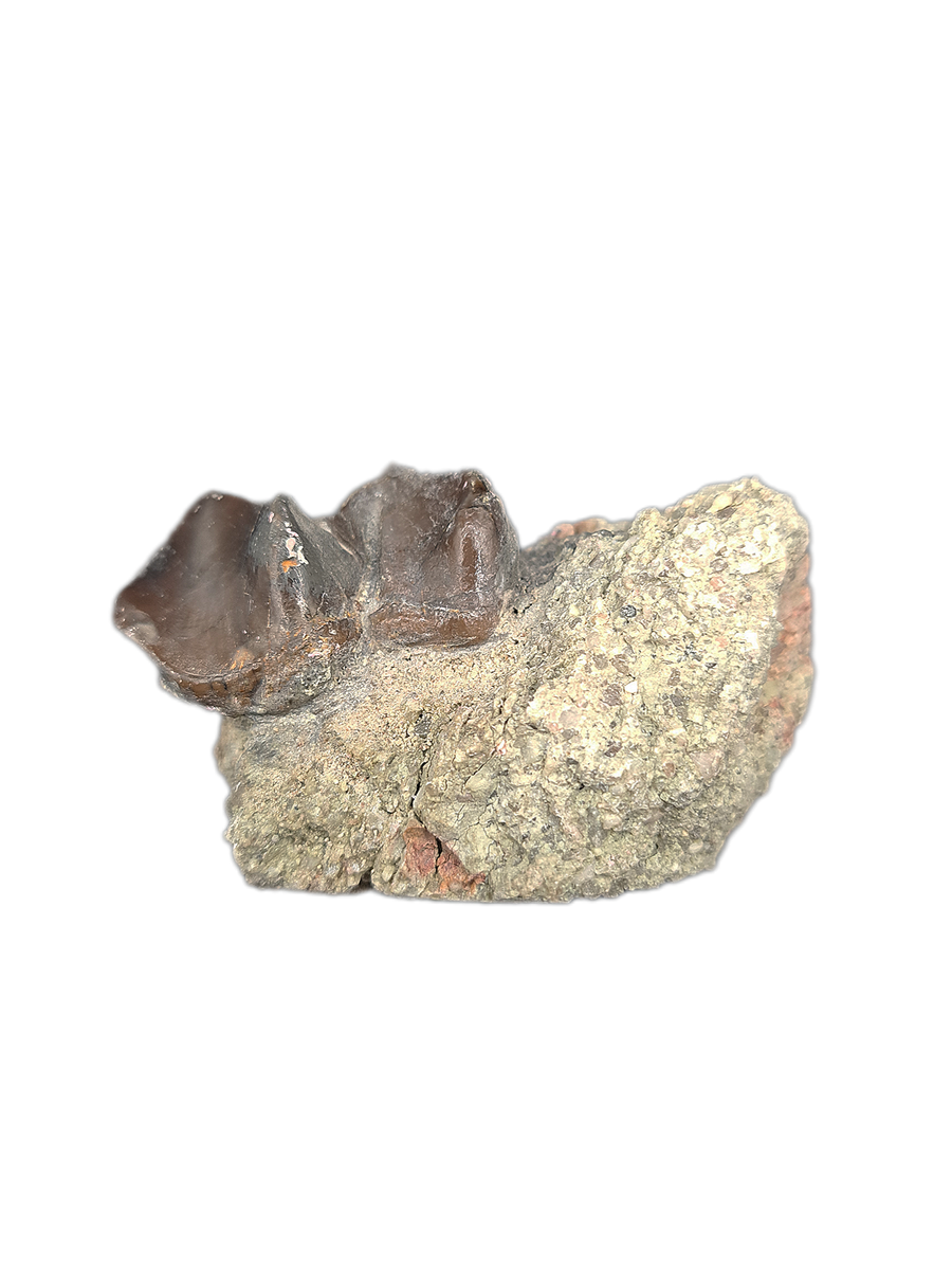 Titanothere Tooth, Brule Formation| The Daily Rex