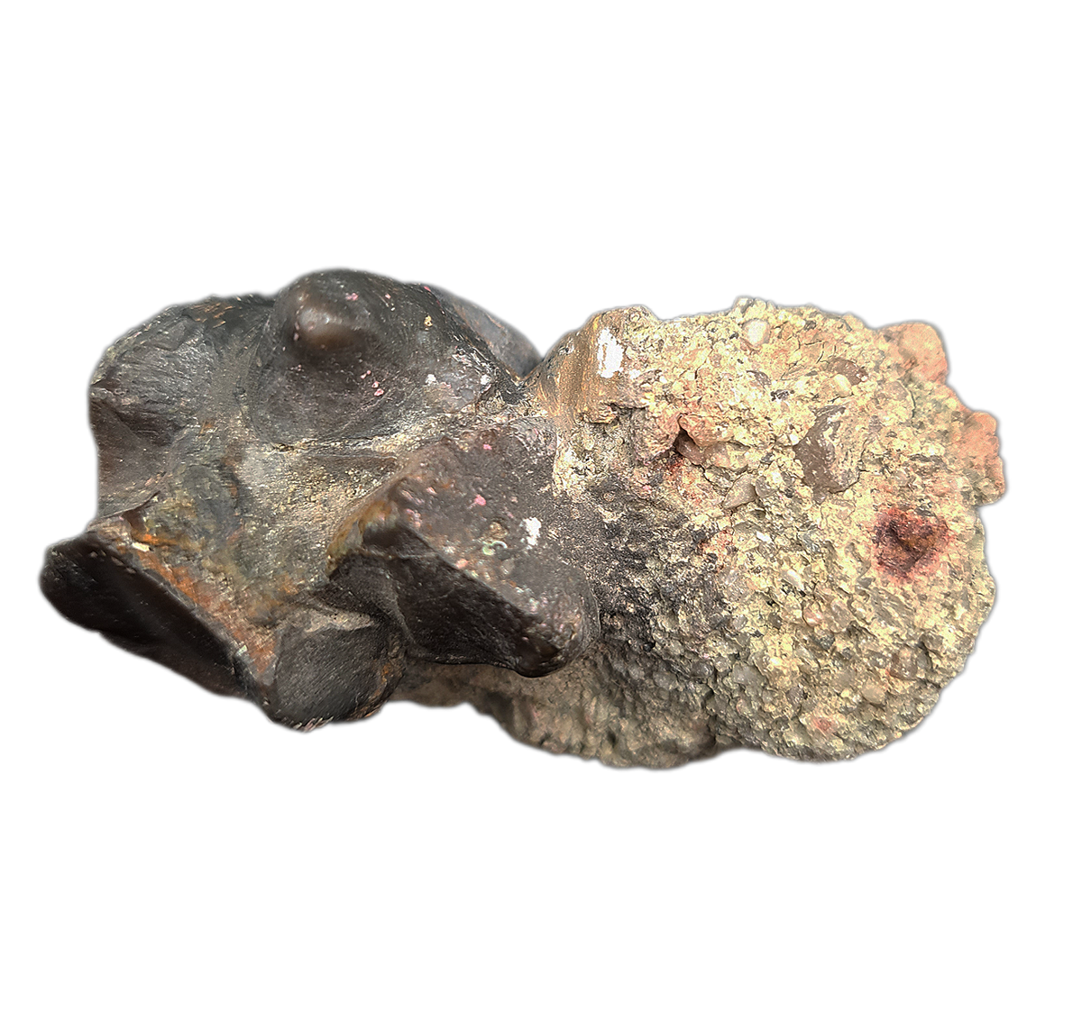 Titanothere Tooth, Brule Formation| The Daily Rex