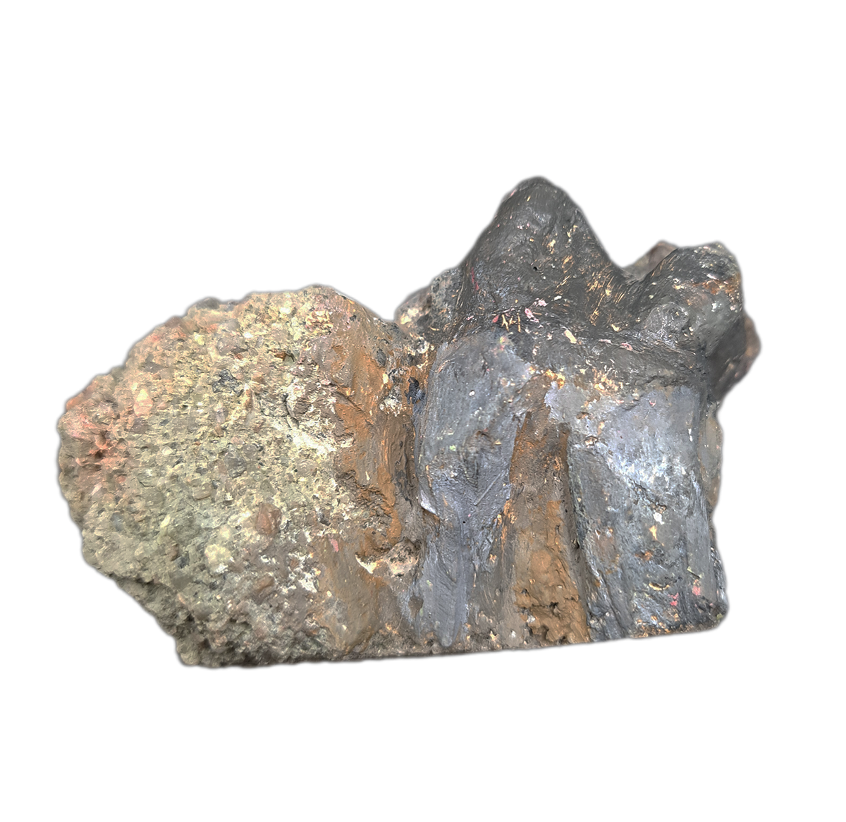 Titanothere Tooth, Brule Formation| The Daily Rex