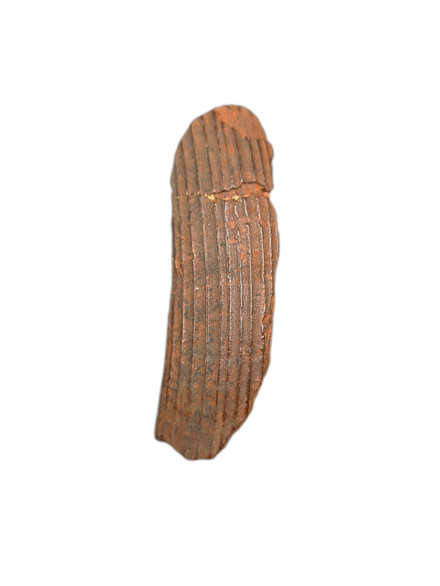 Castoroides (Giant Beaver) Tooth, Florida| The Daily Rex