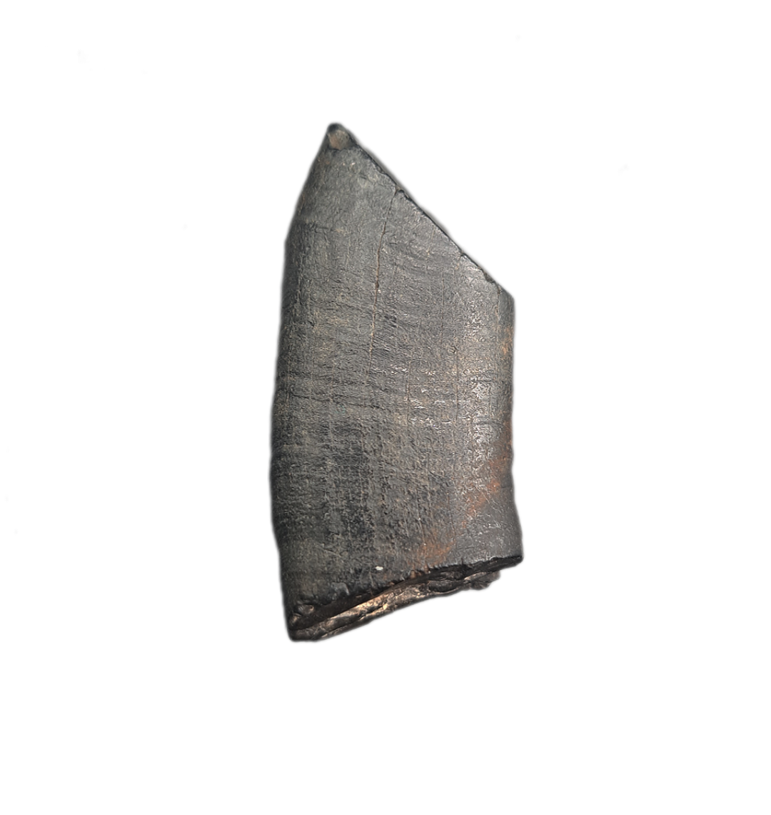 Giant Sloth Canine Tooth, Florida Pleistocene| The Daily Rex
