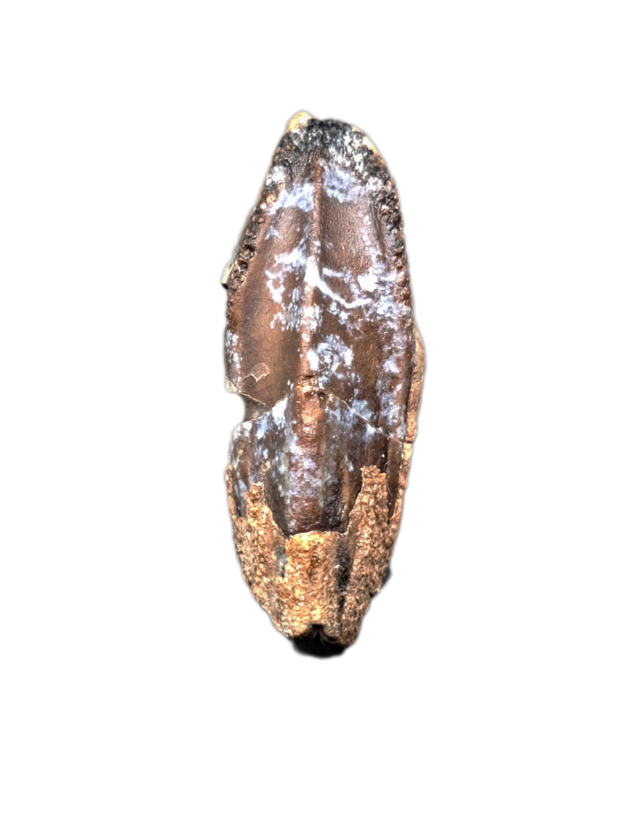 Gryposaurid Tooth (New Species), Aguja Formation| The Daily Rex