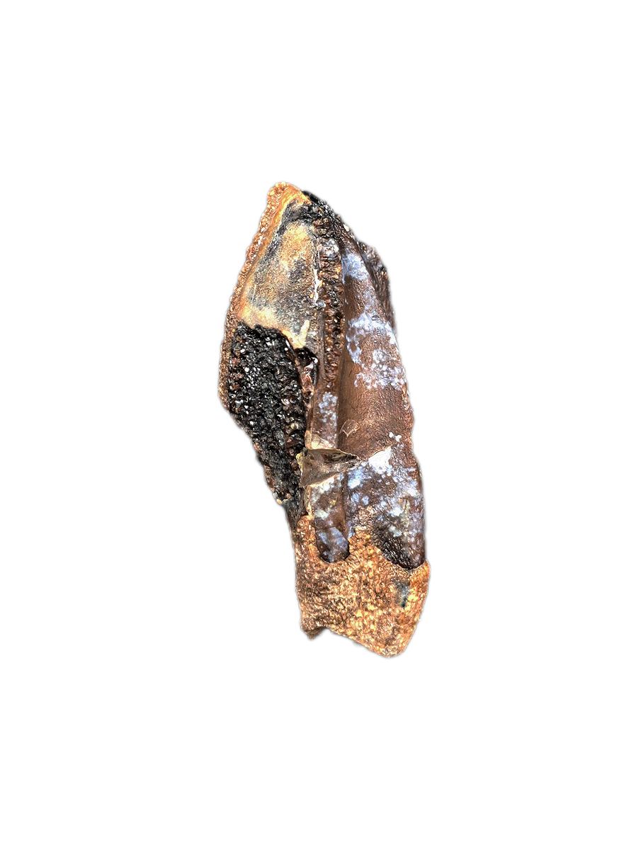 Gryposaurid Tooth (New Species), Aguja Formation| The Daily Rex