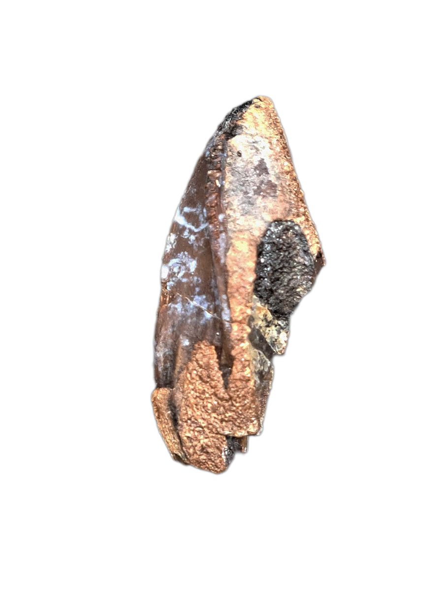 Gryposaurid Tooth (New Species), Aguja Formation| The Daily Rex
