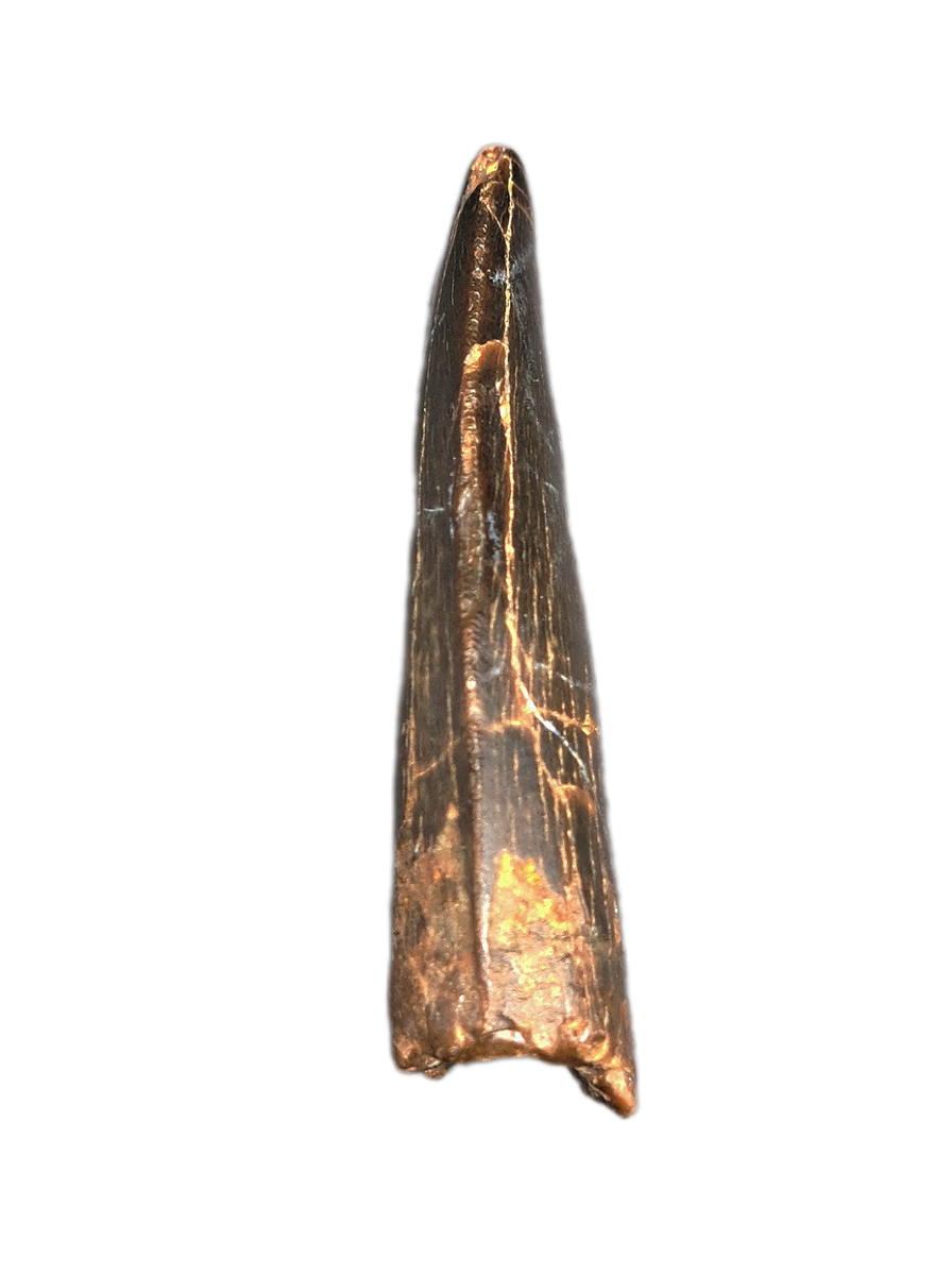 Theropod (Timurlengia?) Tooth, Bissekty Formation| The Daily Rex