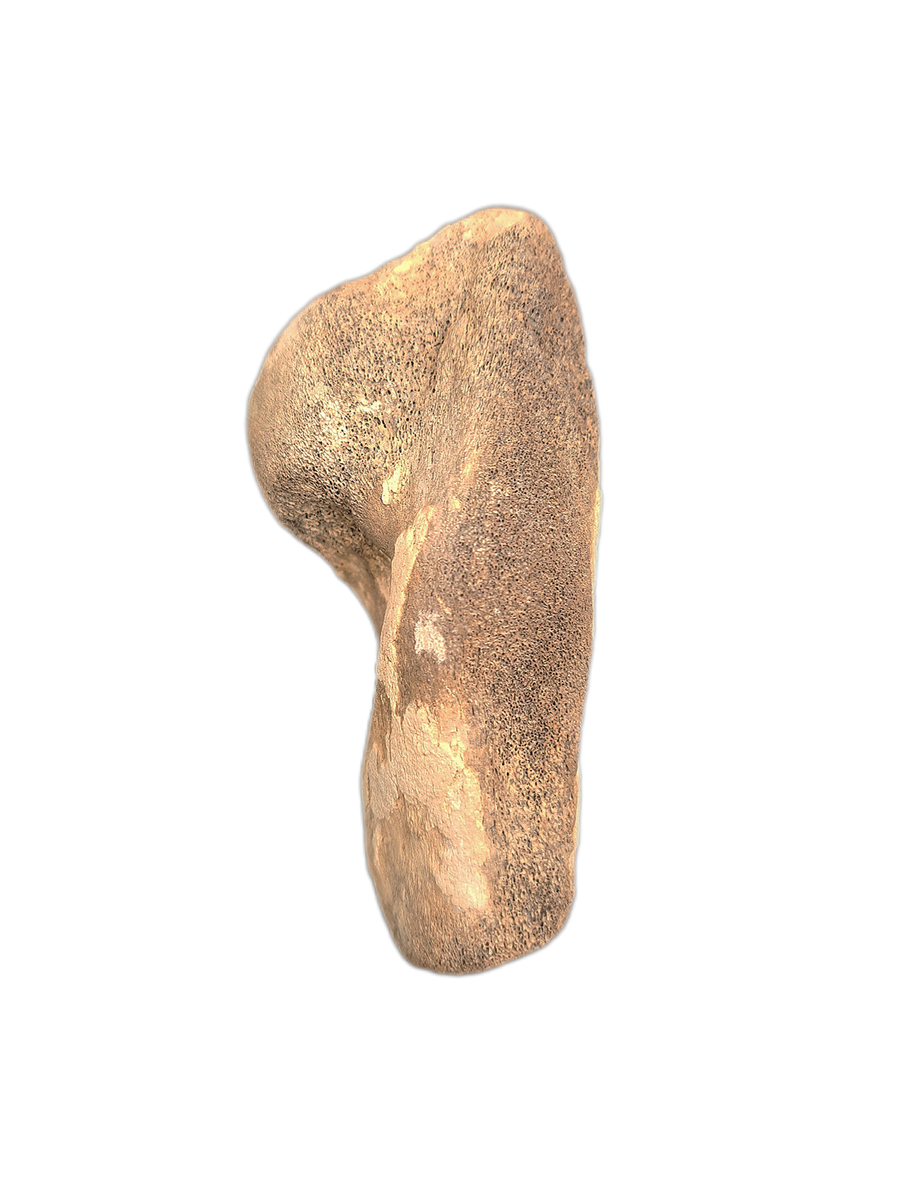 Dolphin Humerus, Calvert Formation, 15-27 Milion Years Old| The Daily Rex