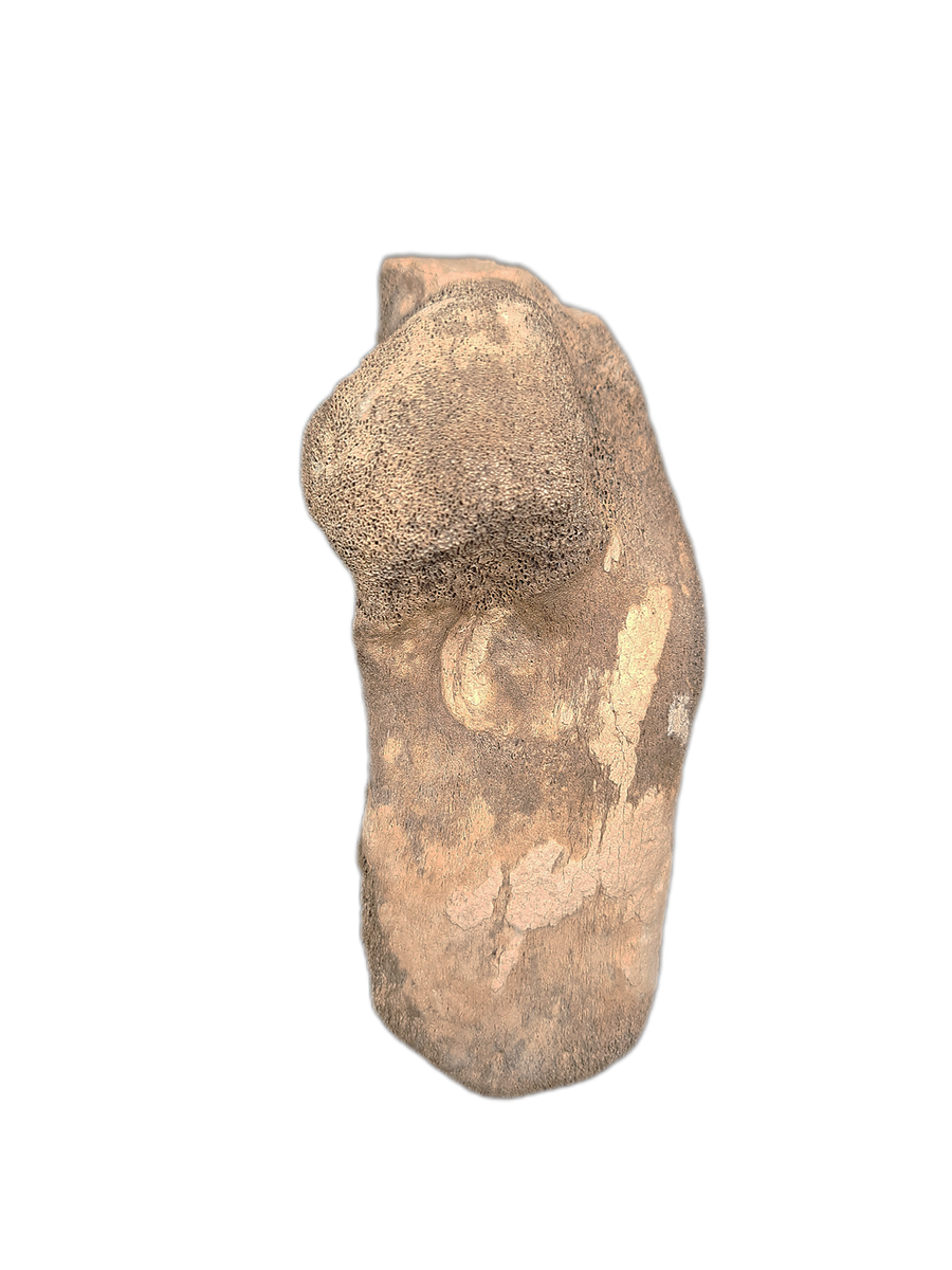 Dolphin Humerus, Calvert Formation, 15-27 Milion Years Old| The Daily Rex