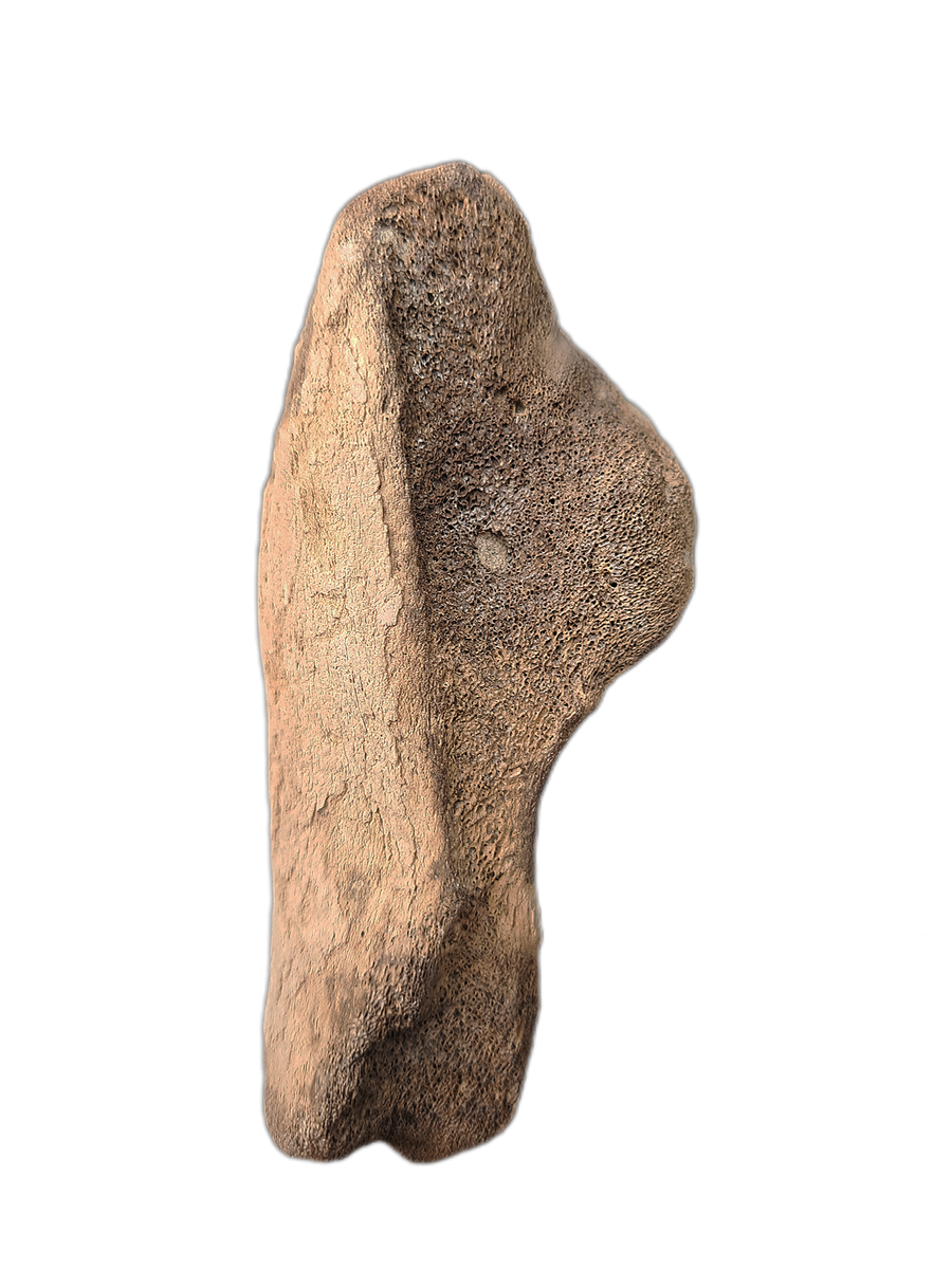 Dolphin Humerus, Calvert Formation, 15-27 Milion Years Old| The Daily Rex