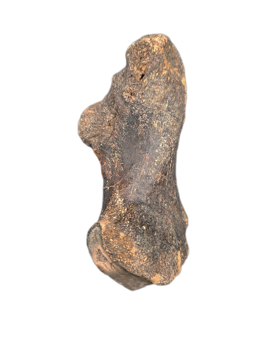 Dolphin Humerus, Calvert Formation, 15-27 Milion Years Old| The Daily Rex