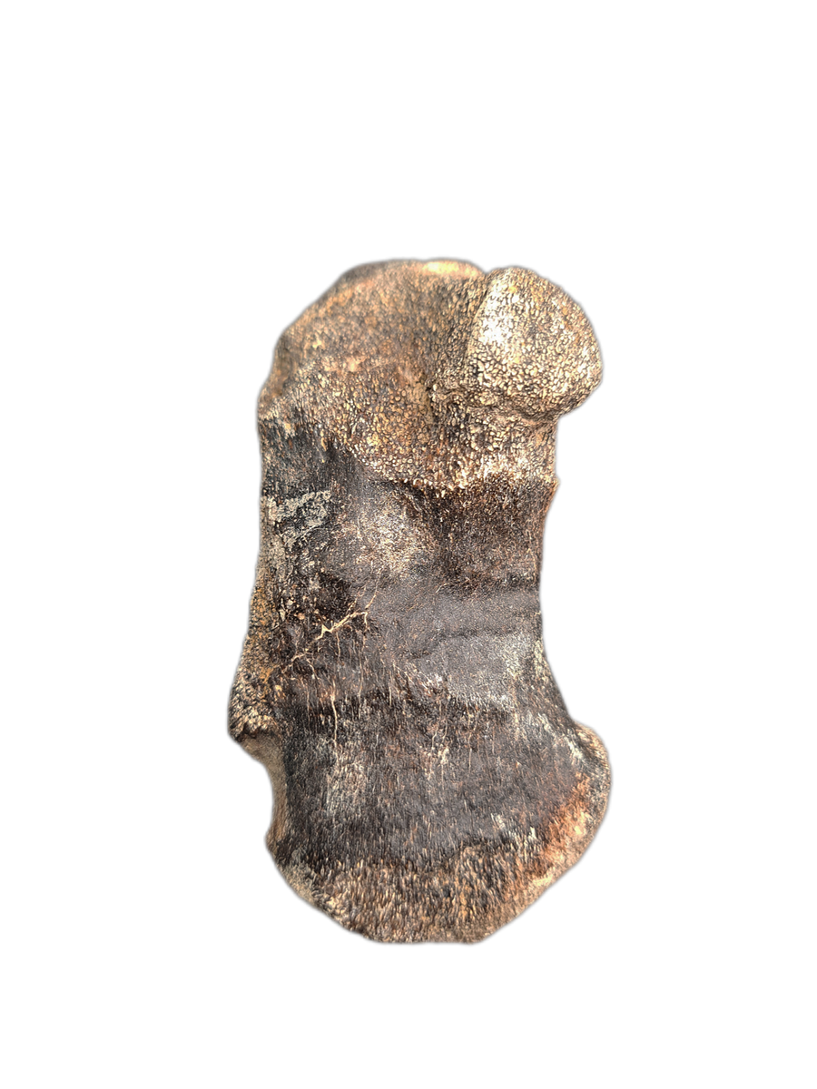 Dolphin Humerus, Calvert Formation, 15-27 Milion Years Old| The Daily Rex