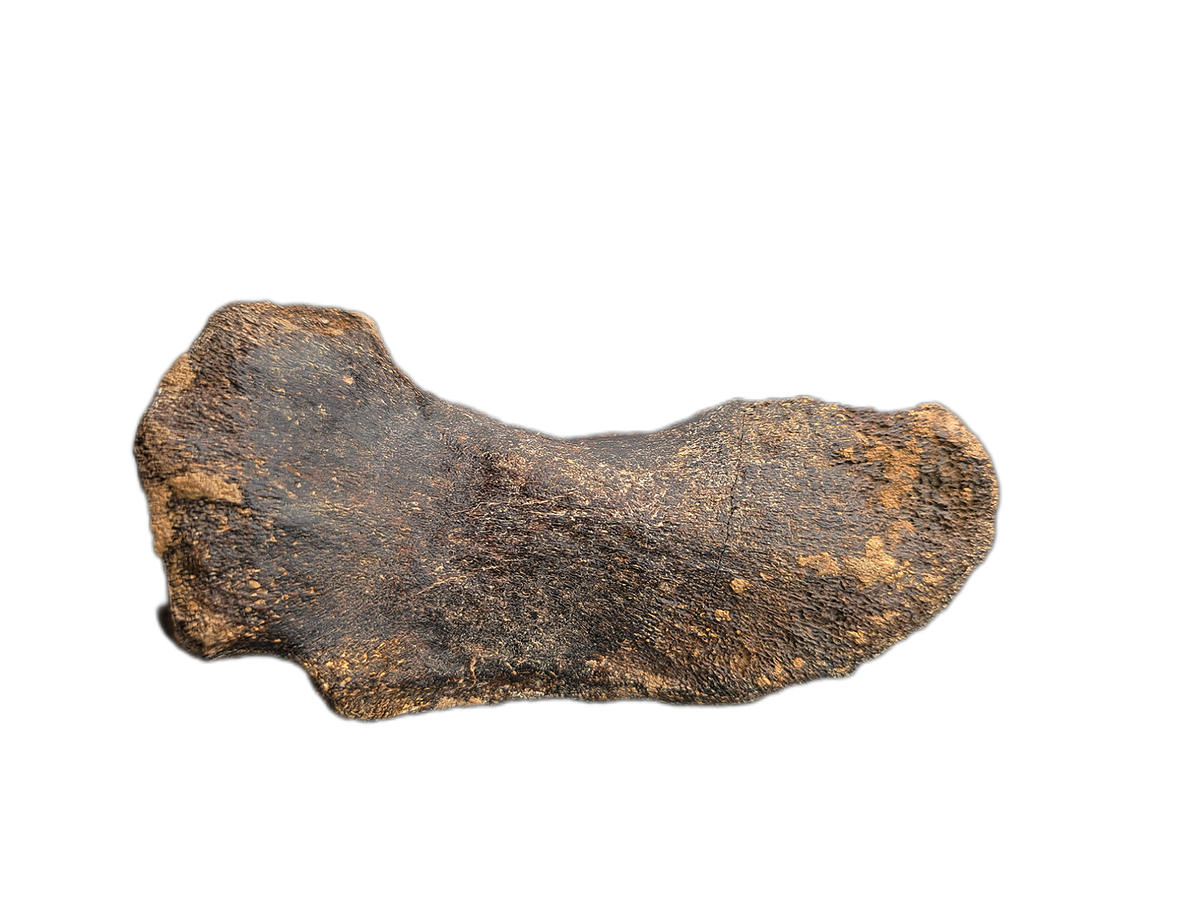 Dolphin Humerus, Calvert Formation, 15-27 Milion Years Old| The Daily Rex