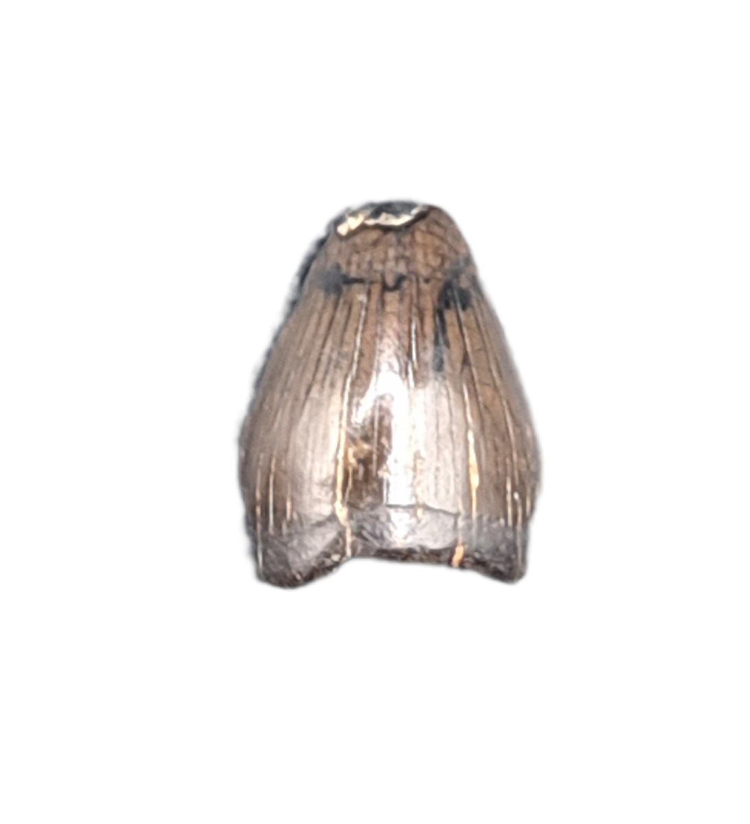 Champsosaurus Tooth, Hell Creek| The Daily Rex