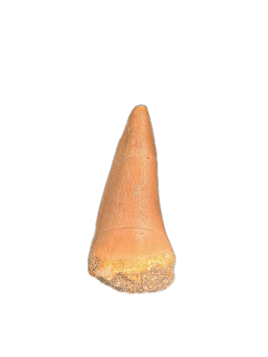 Gavialimimus Tooth, Morroco (Mosasaur)| The Daily Rex