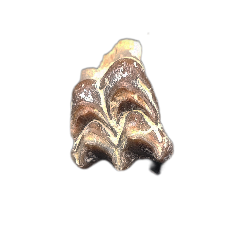 Oreodont Tooth| The Daily Rex