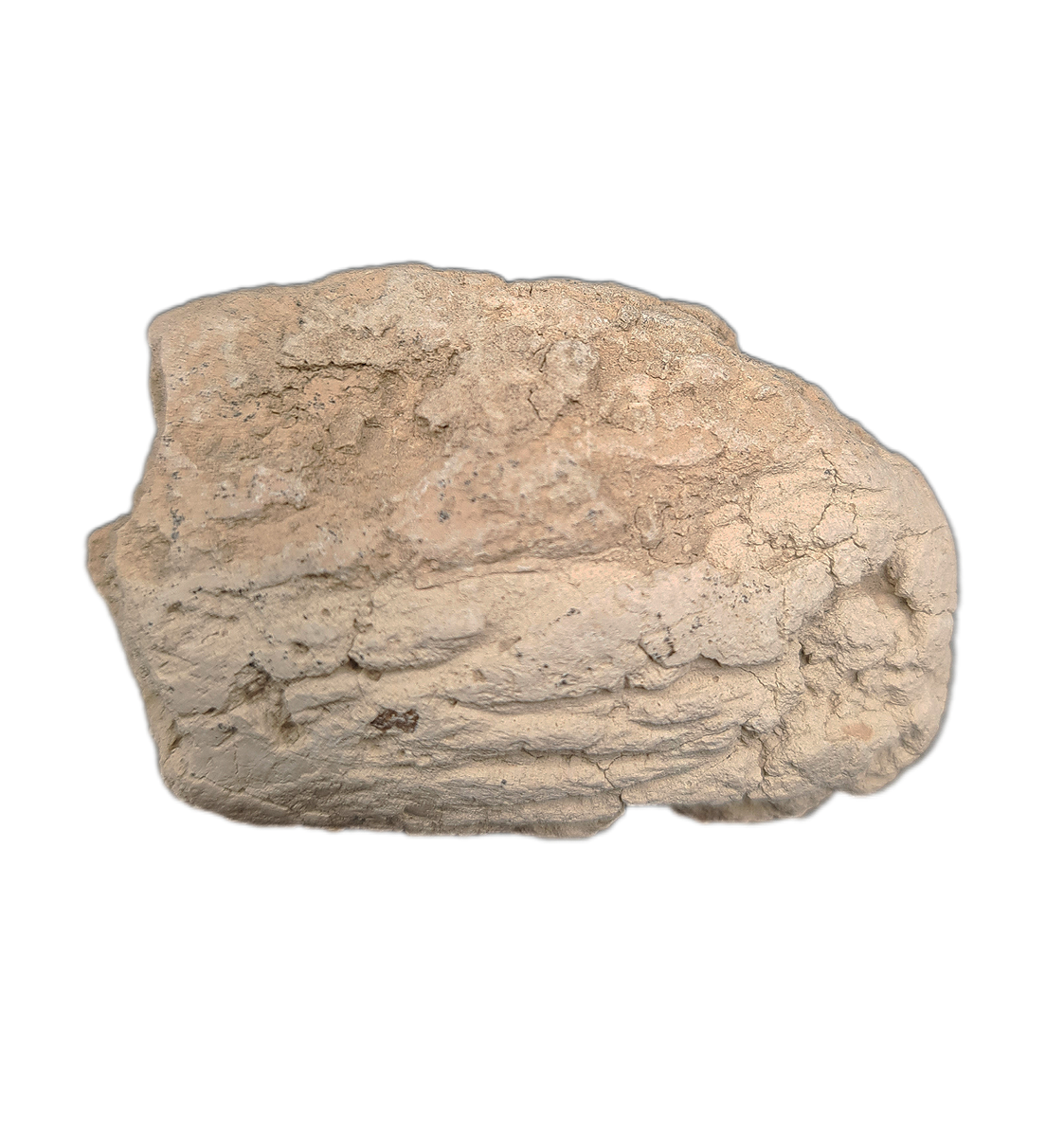 Coprolite (Poop), Brule Formation| The Daily Rex