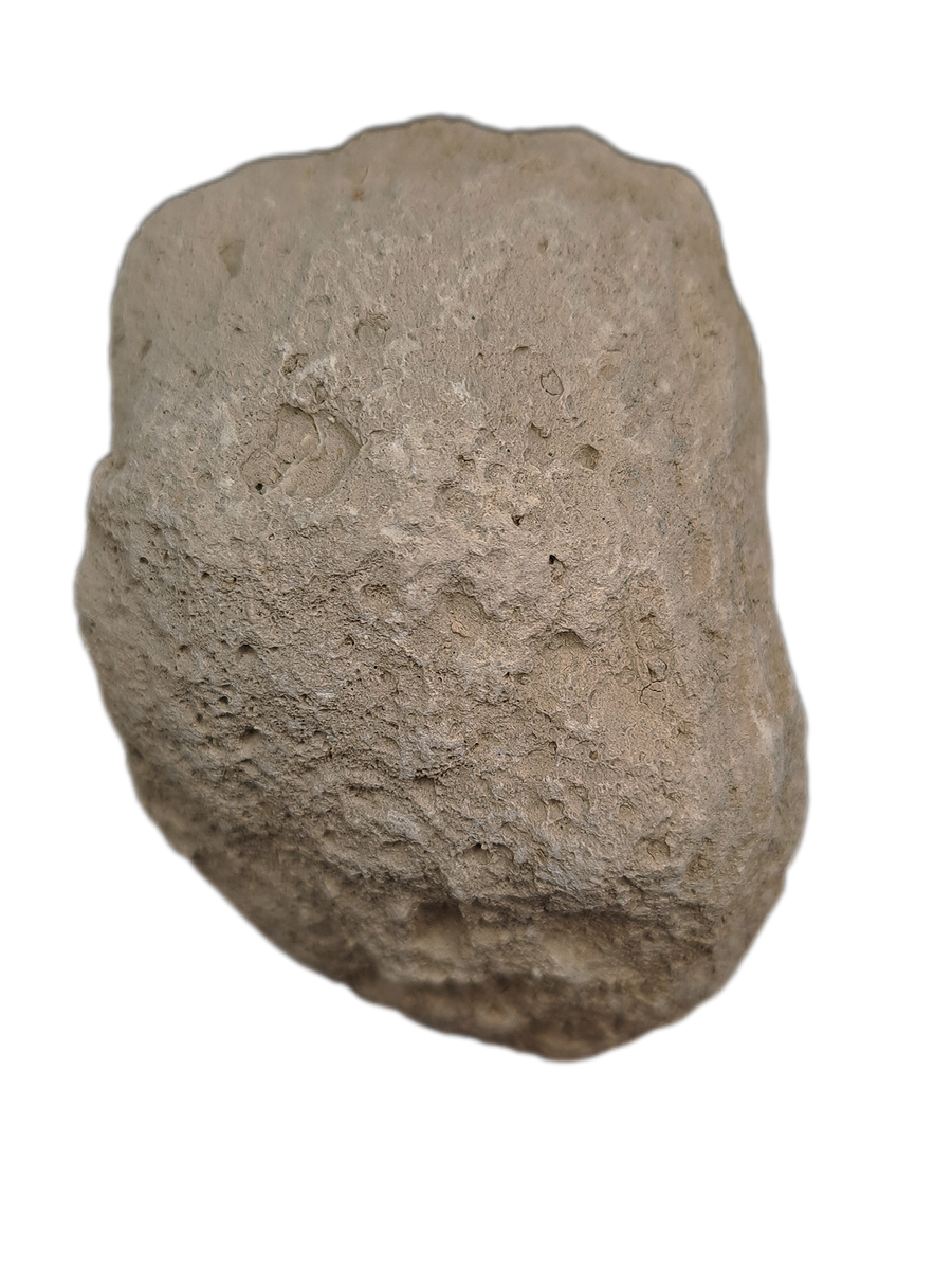 Coprolite (Poop), Brule Formation| The Daily Rex