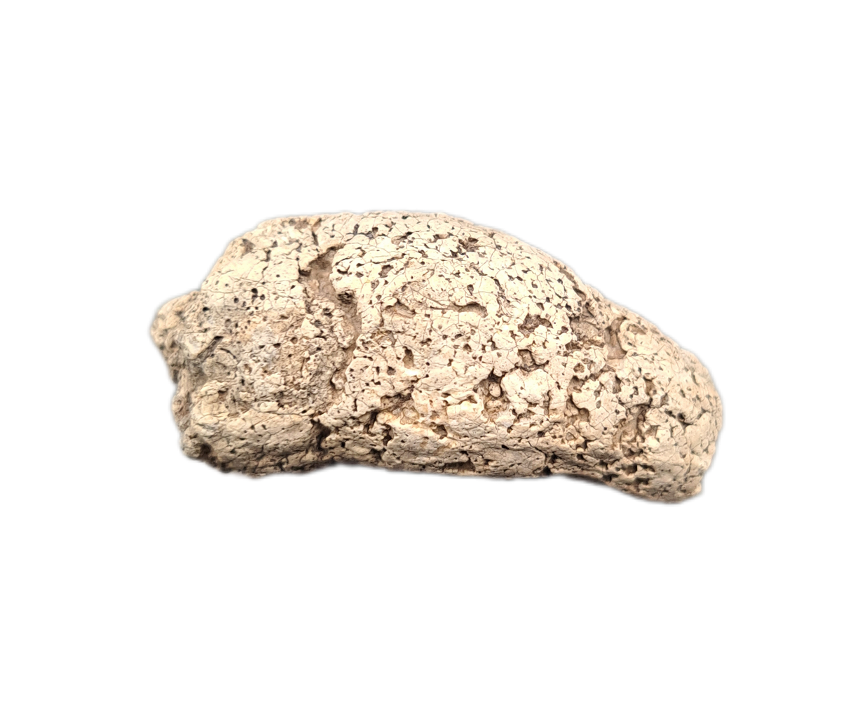 Coprolite (Poop), Brule Formation| The Daily Rex