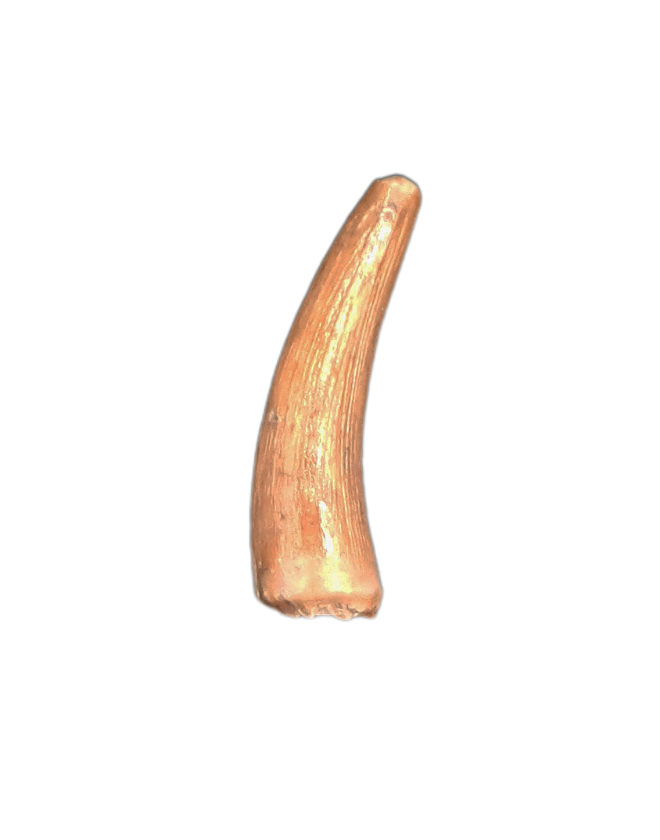 Teleosaurid Tooth from the Mid Jurassic, Madagascar| The Daily Rex