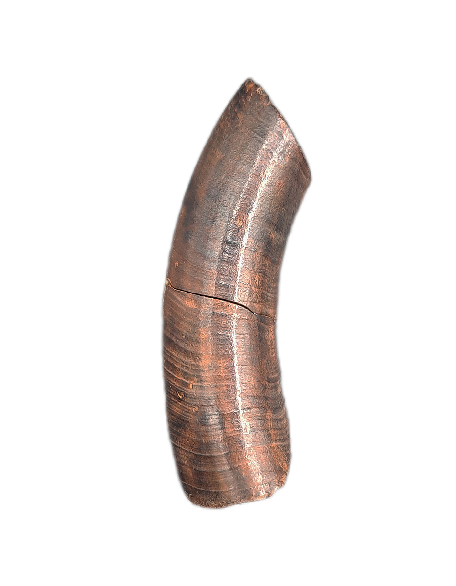 Giant Sloth Canine Tooth, Florida Pleistocene| The Daily Rex