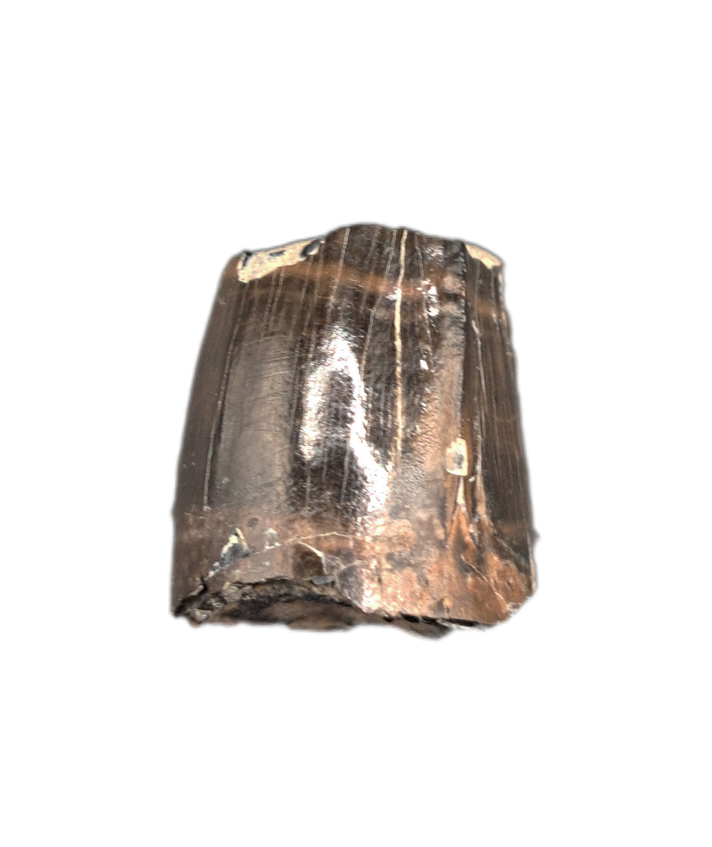 Baryonyx Tooth, England, Early Cretaceous| The Daily Rex
