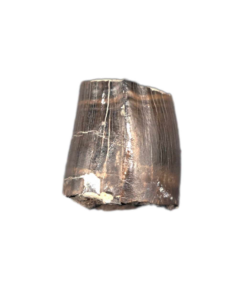 Baryonyx Tooth, England, Early Cretaceous| The Daily Rex