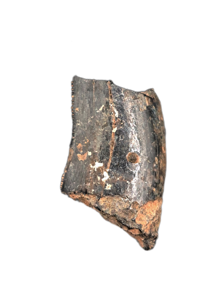 Neovenator Tooth, England, Early Cretaceous| The Daily Rex