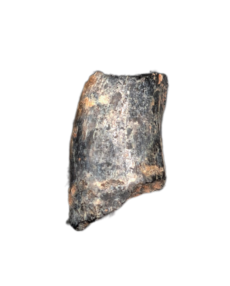 Neovenator Tooth, England, Early Cretaceous| The Daily Rex