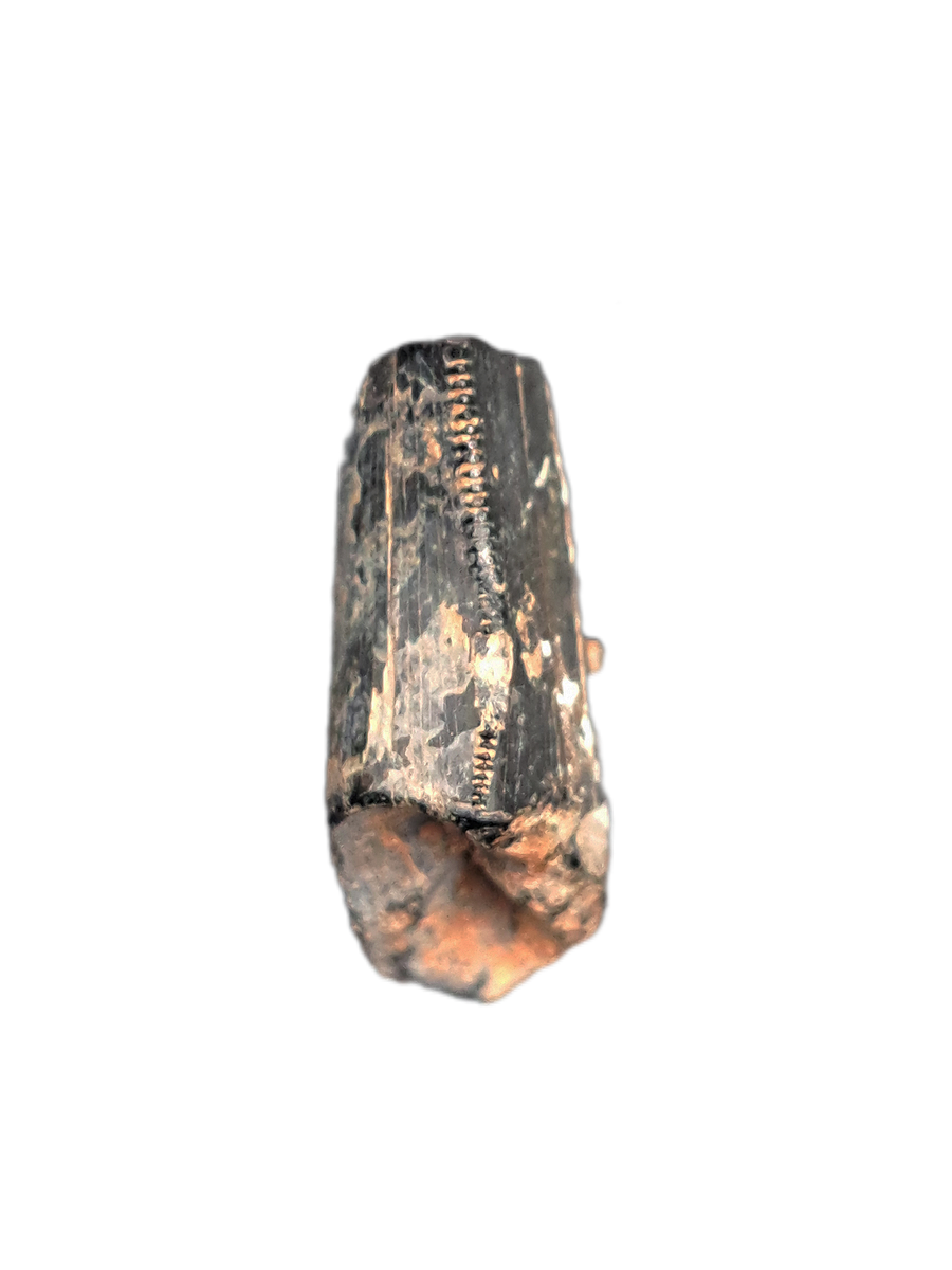 Neovenator Tooth, England, Early Cretaceous| The Daily Rex