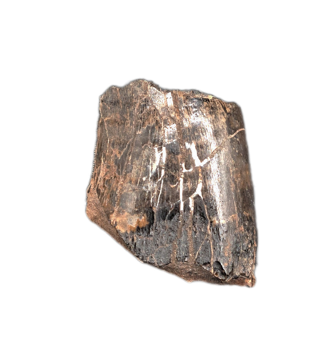 Eotyrannus Tooth, England, Early Cretaceous| The Daily Rex