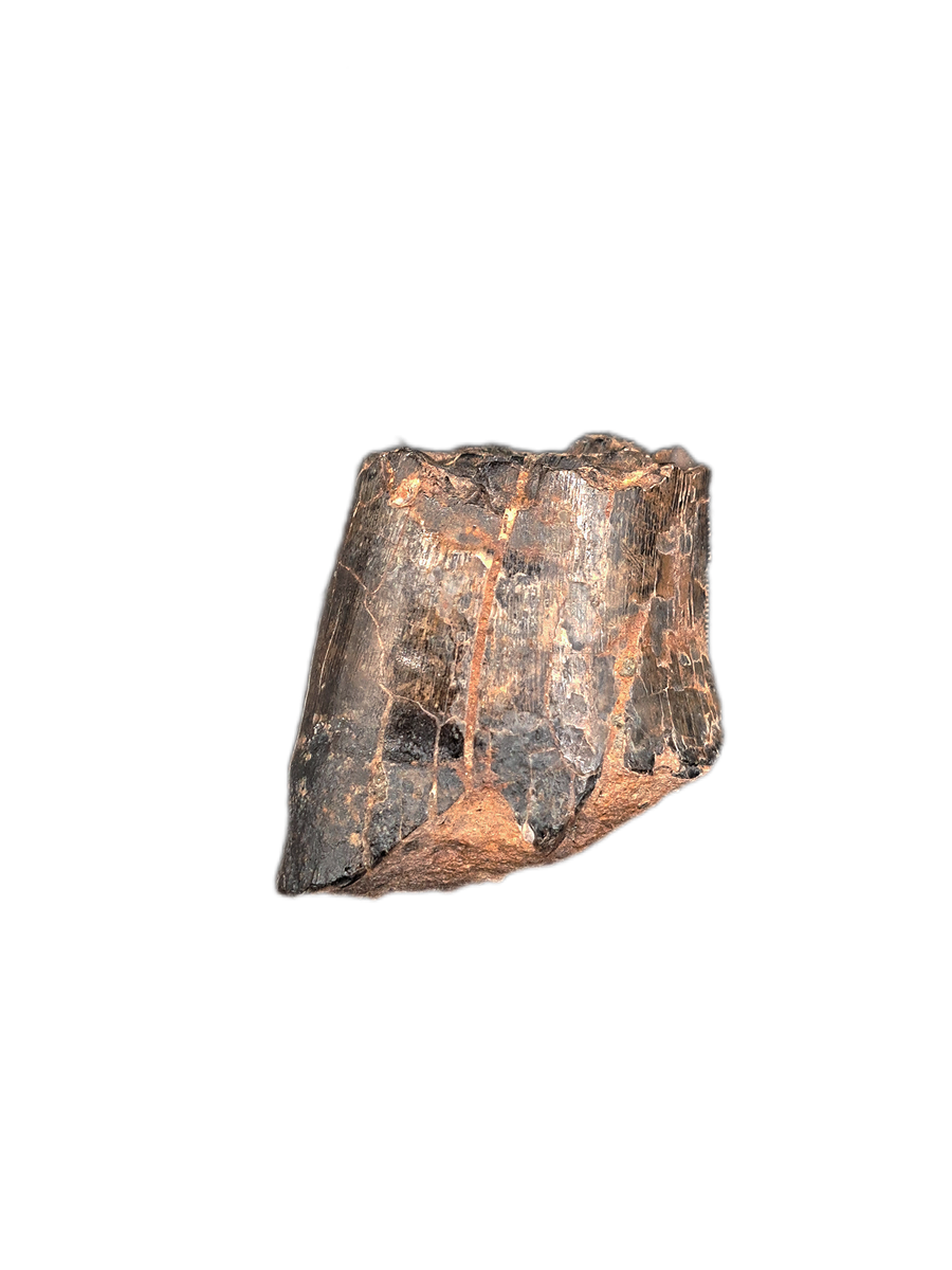 Eotyrannus Tooth, England, Early Cretaceous| The Daily Rex