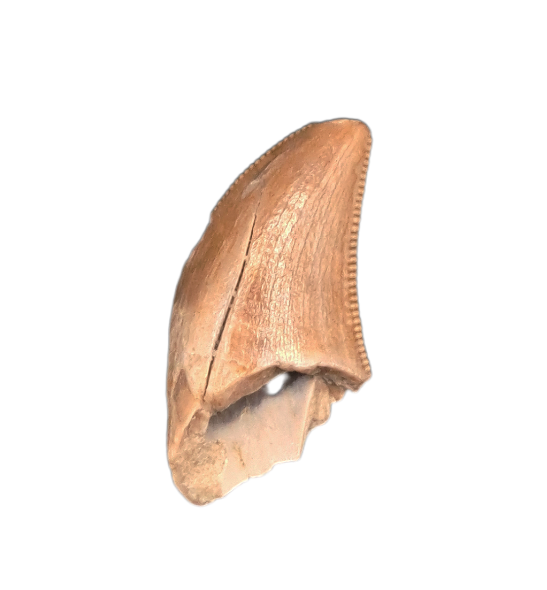 Raptor (Dromaeosaur) Tooth| The Daily Rex