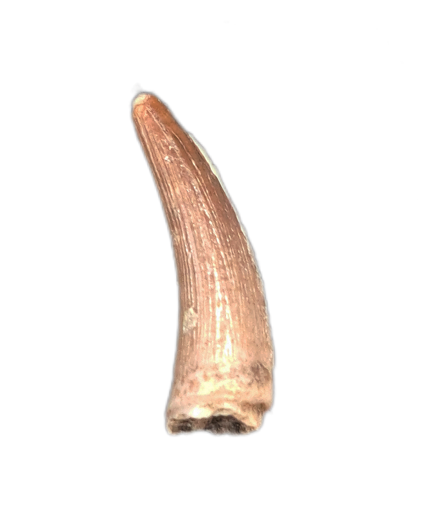 Teleosaurid Tooth from the Mid Jurassic, Madagascar| The Daily Rex