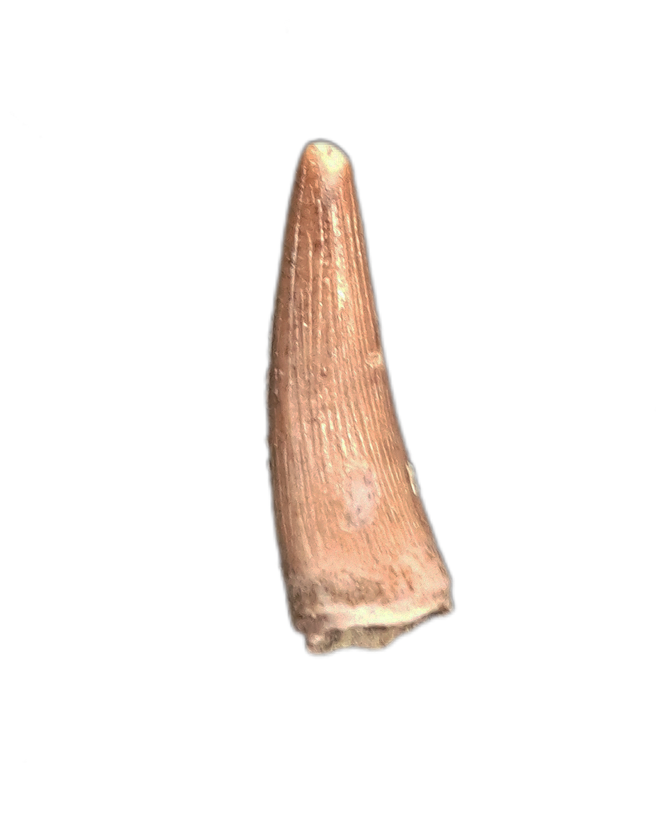 Teleosaurid Tooth from the Mid Jurassic, Madagascar| The Daily Rex