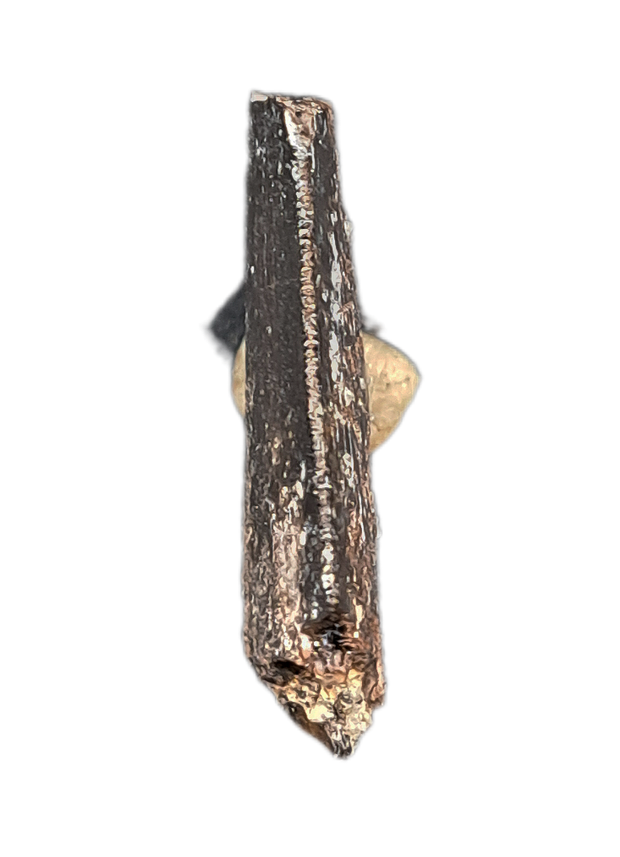 Ceratosaurus Tooth, Morrison Formation| The Daily Rex