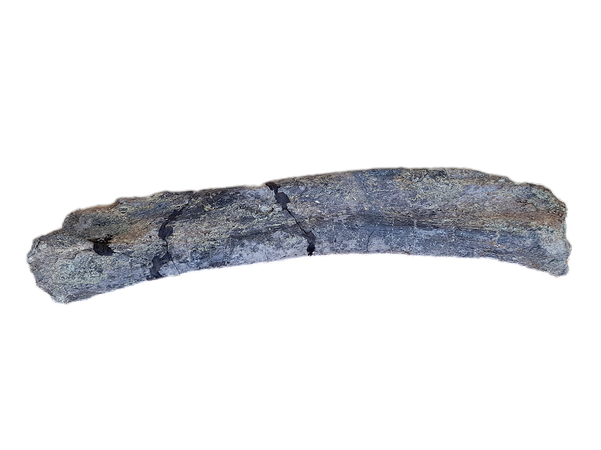 Sauropod Metatarsal (Atlasaurus?), El Mers II Formation| The Daily Rex