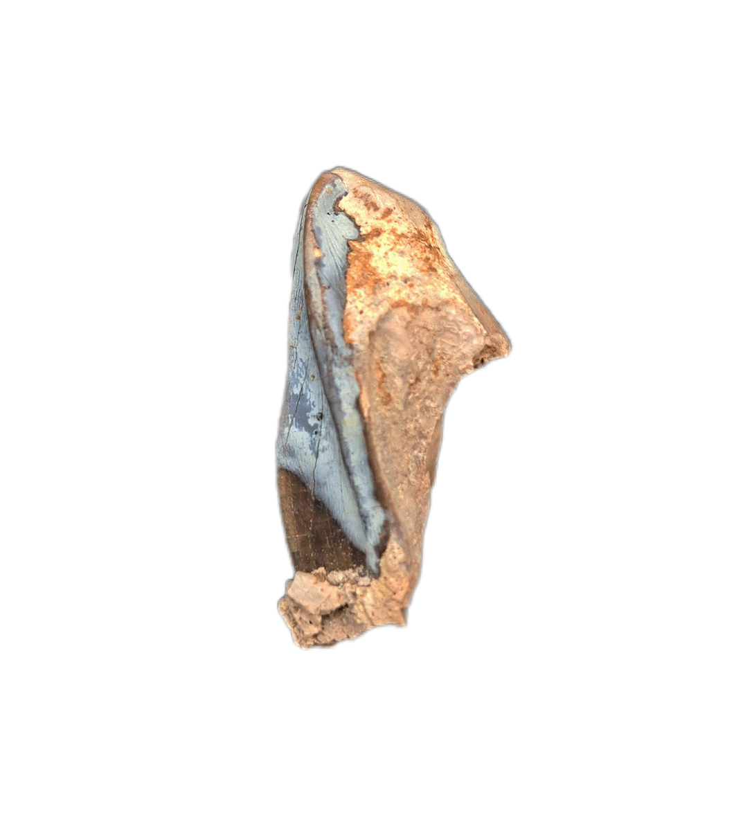 Hadrosauridae Tooth, Aguja Formation, Texas| The Daily Rex