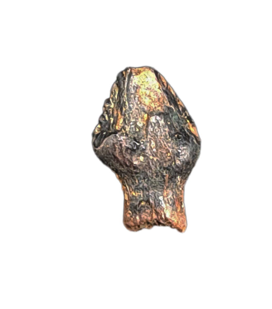Rooted Ankylosaurus Tooth| The Daily Rex