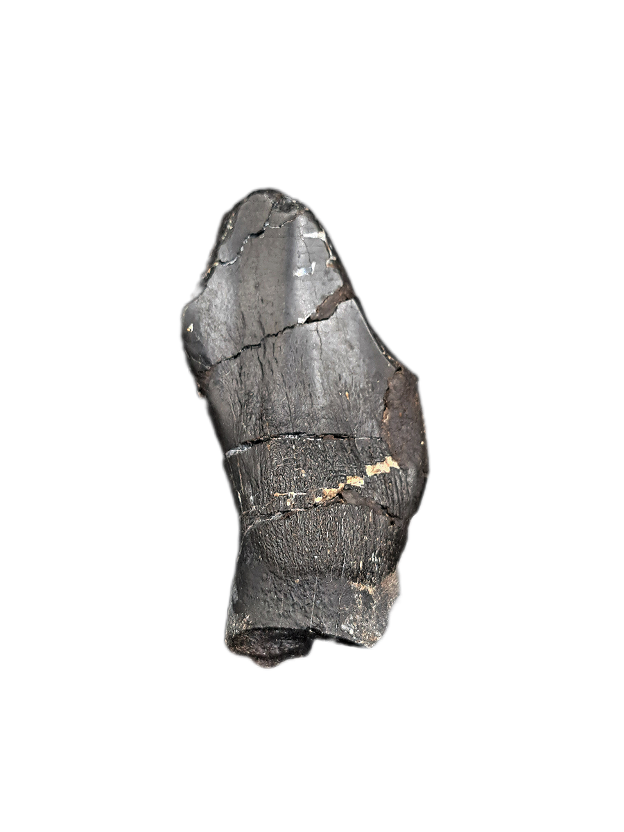 Brachiosaurus Tooth, Morrison Formation| The Daily Rex