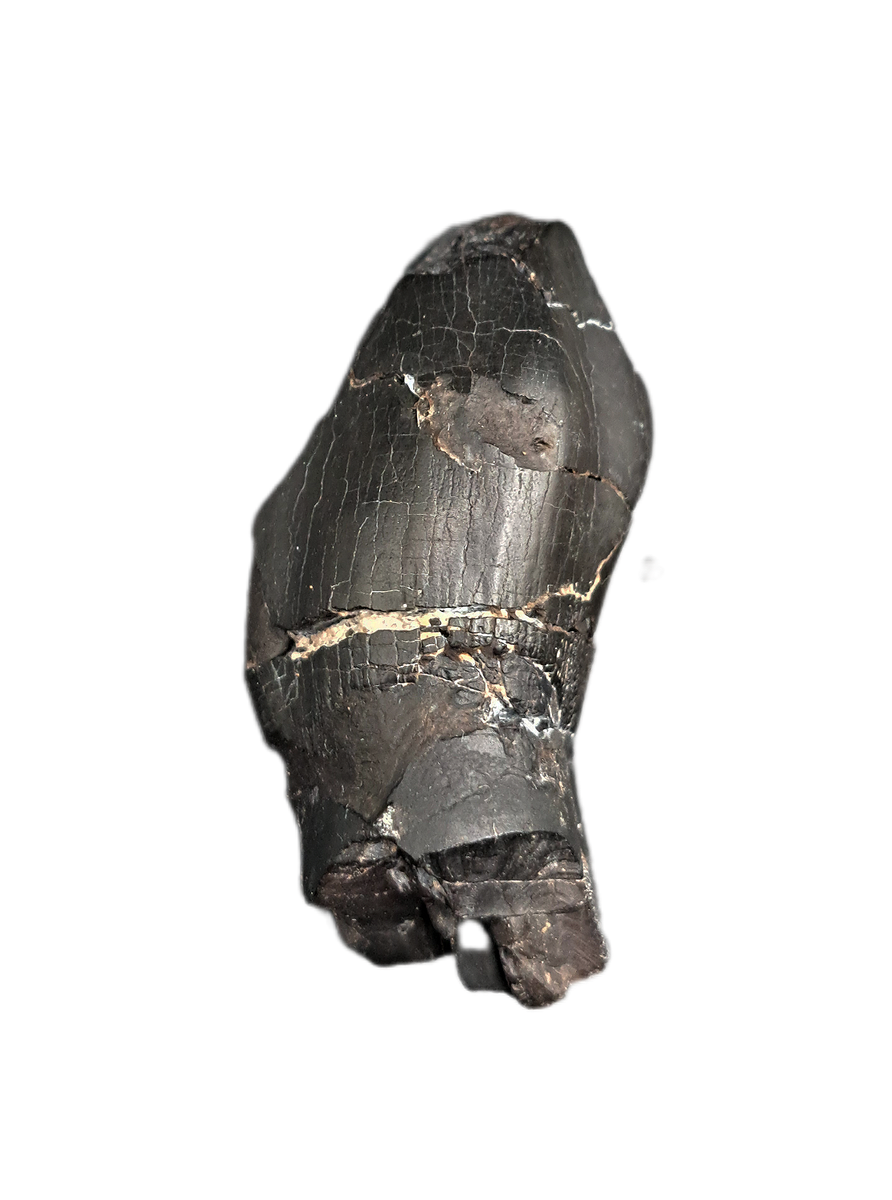 Brachiosaurus Tooth, Morrison Formation| The Daily Rex