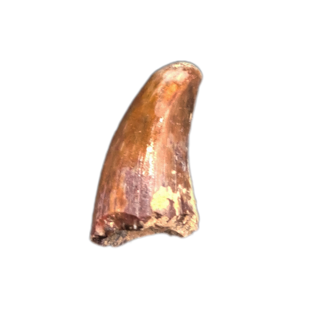 Seconodontosaurus Tooth, Permian| The Daily Rex