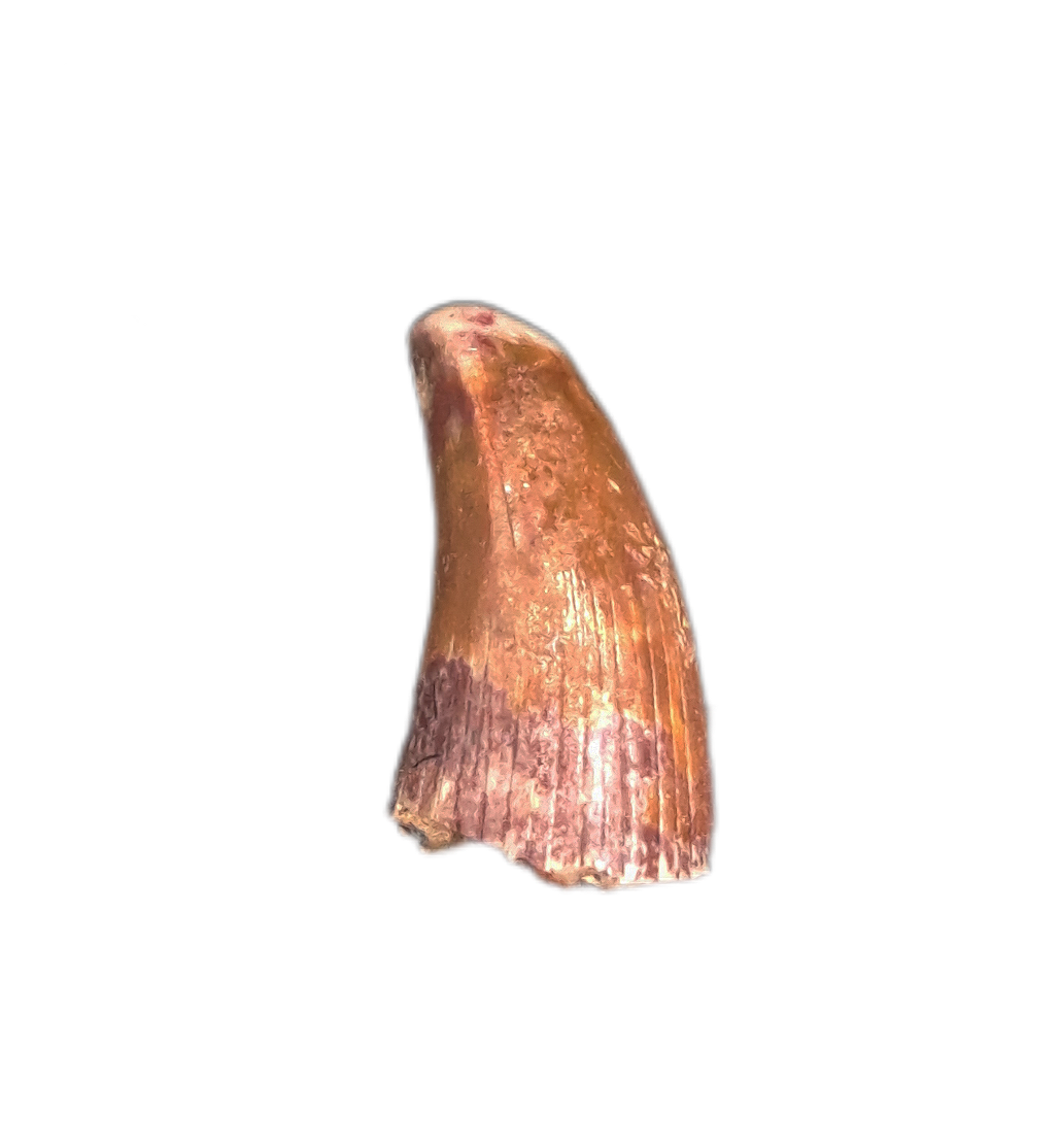 Seconodontosaurus Tooth, Permian| The Daily Rex