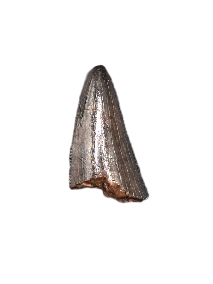Nanotyrannus Tooth| The Daily Rex